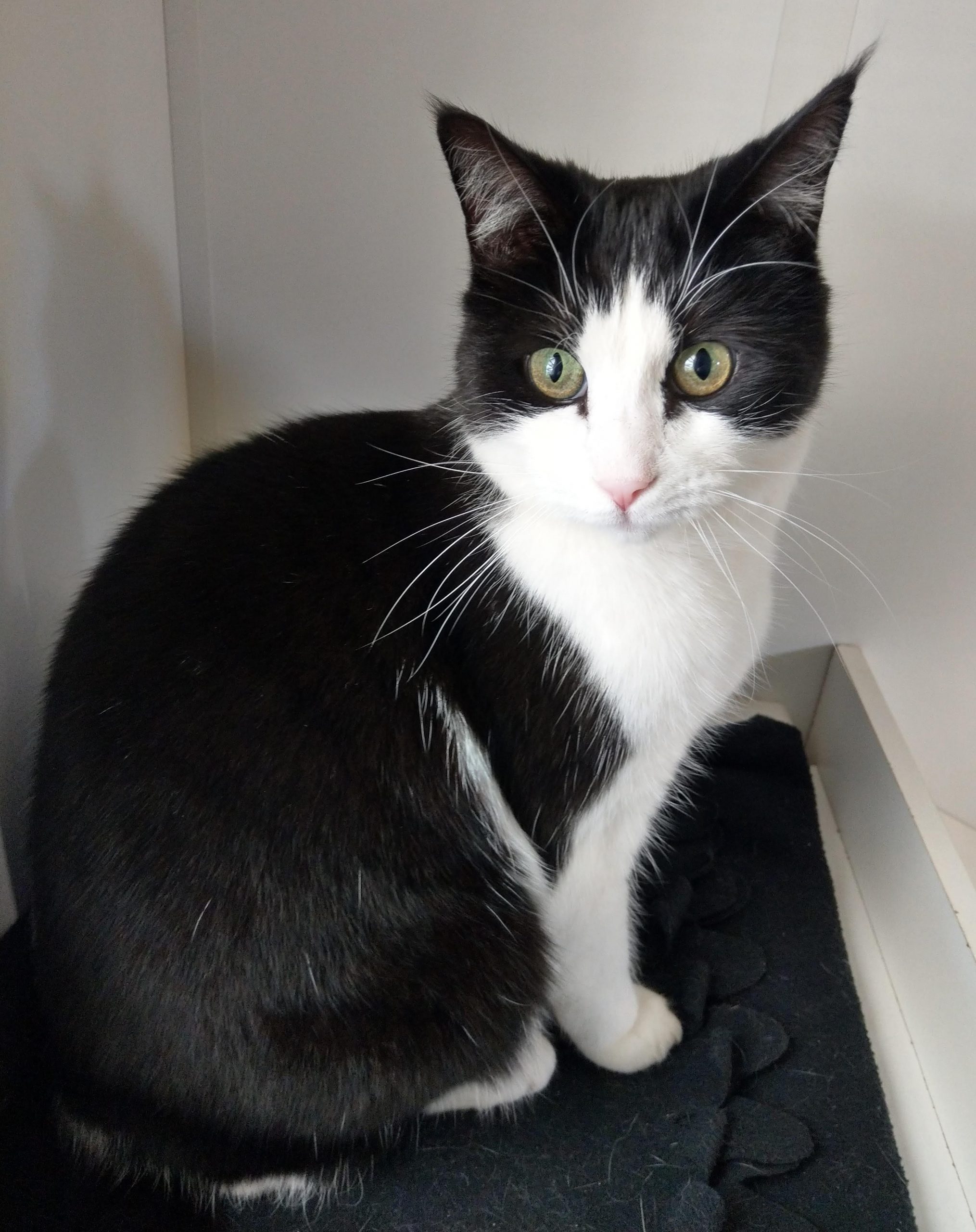 Cosy Cats Boarding Cattery - Cosy Cats Boarding Cattery