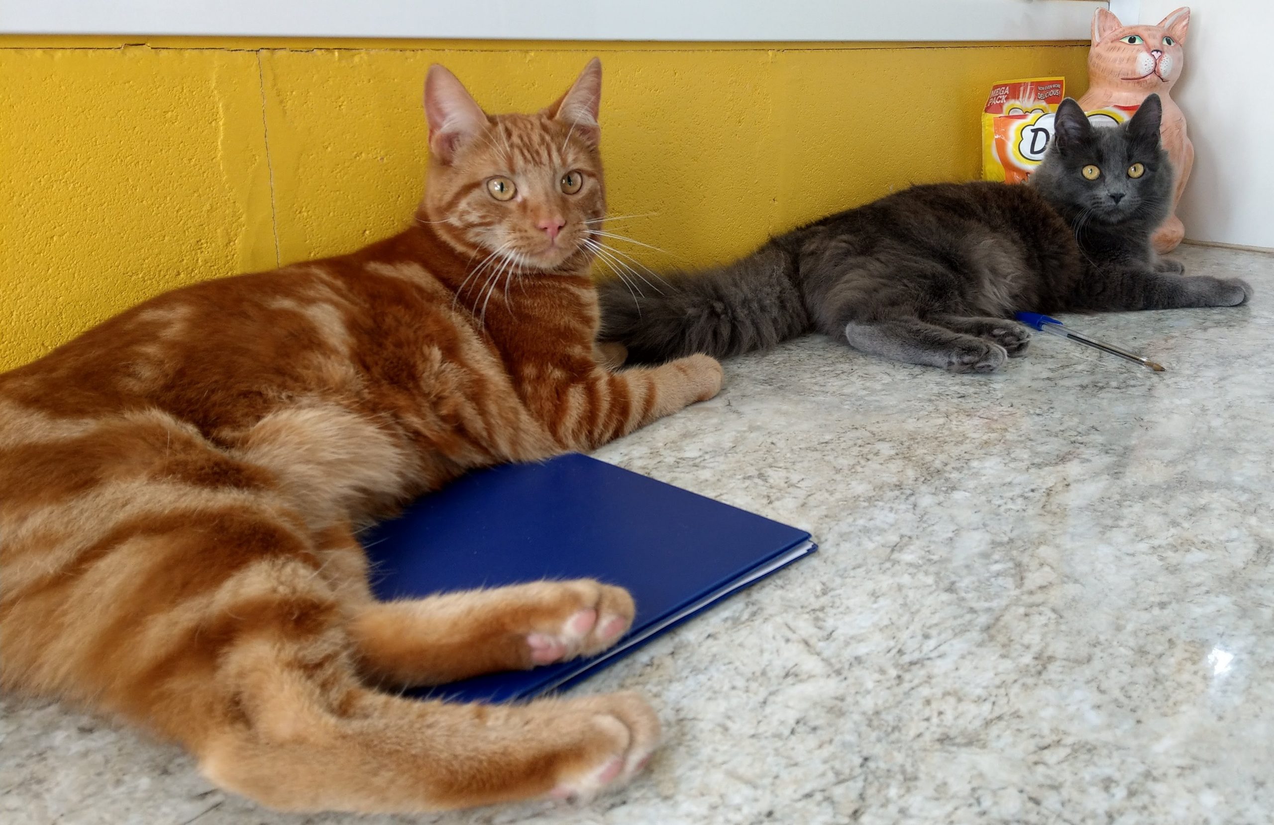 Cosy Cats Boarding Cattery - Cosy Cats Boarding Cattery