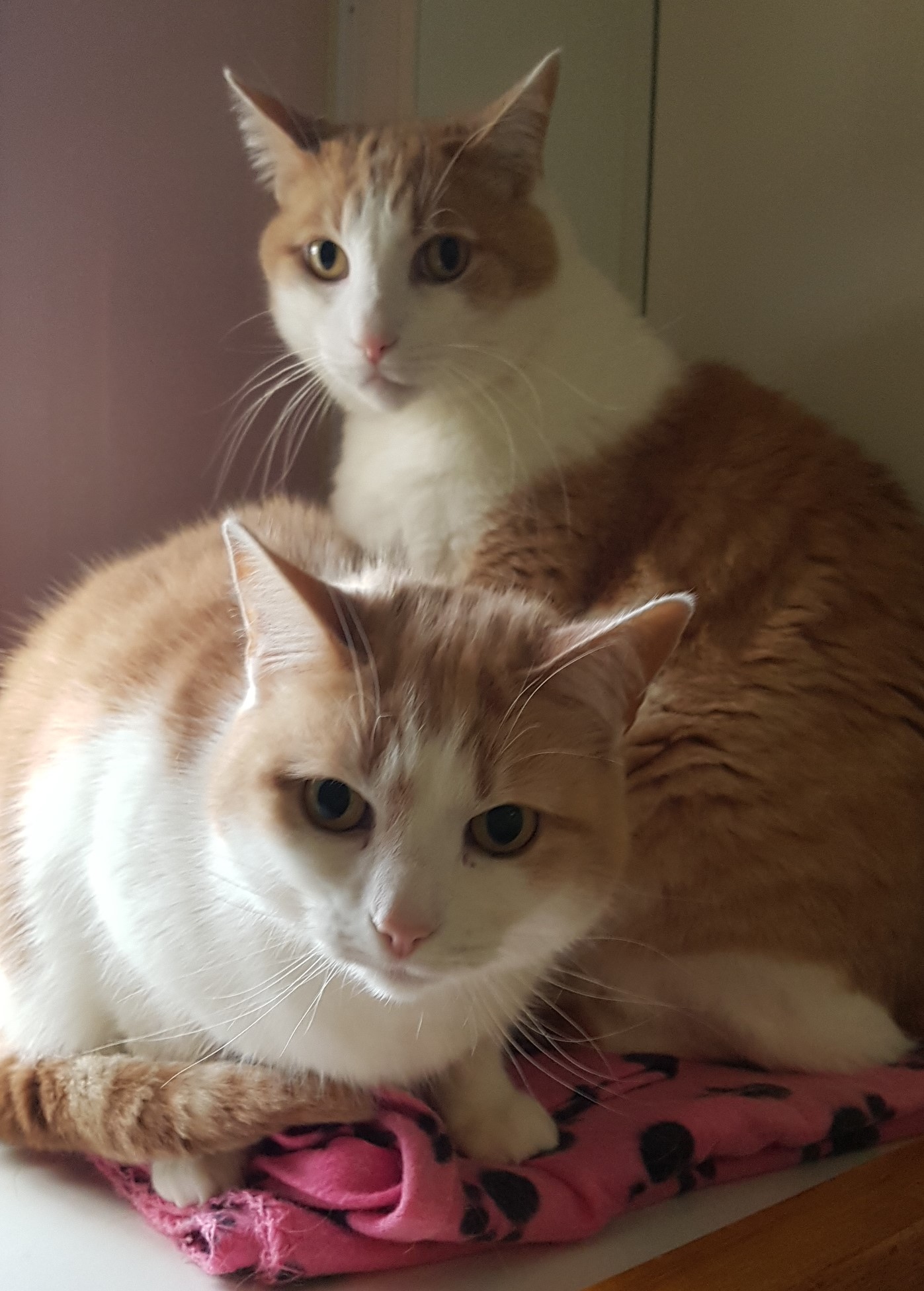 Cosy Cats Boarding Cattery - Cosy Cats Boarding Cattery