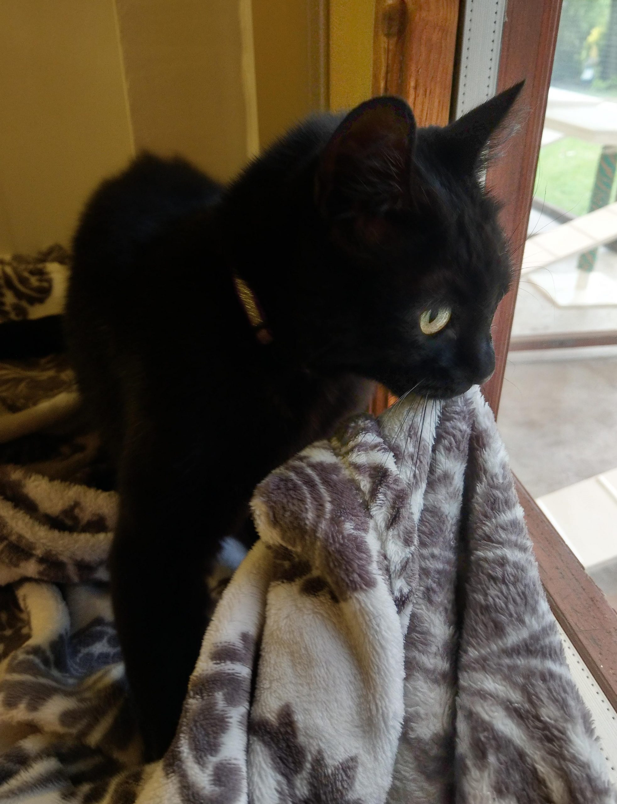 Cosy Cats Boarding Cattery - Cosy Cats Boarding Cattery