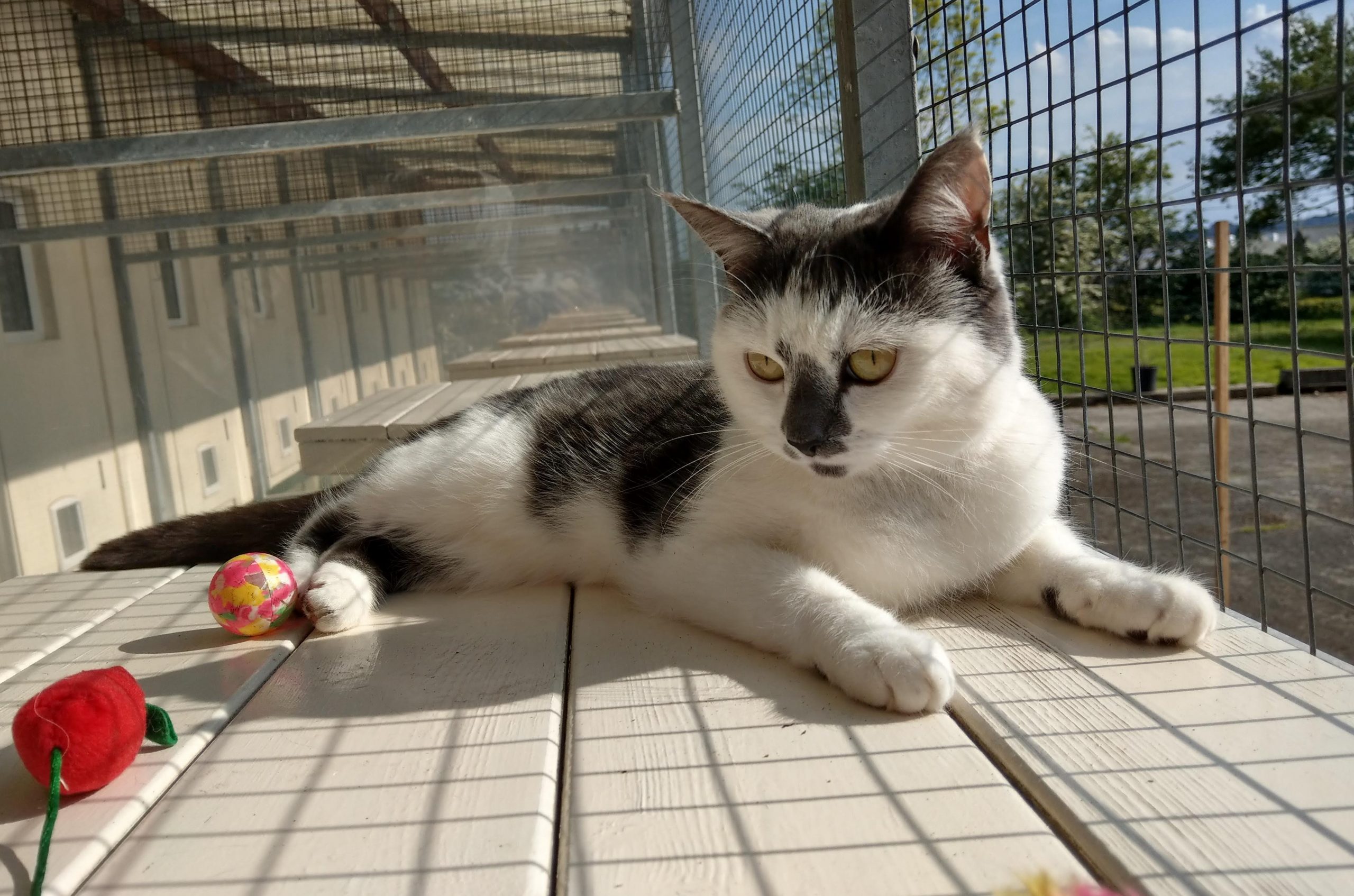 Cosy Cats Boarding Cattery - Cosy Cats Boarding Cattery